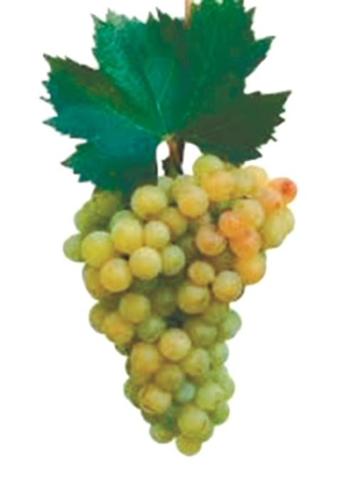 Ранни десертни сортове грозде Български Фермер