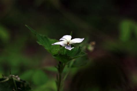 5월에 피는 야생화 모음