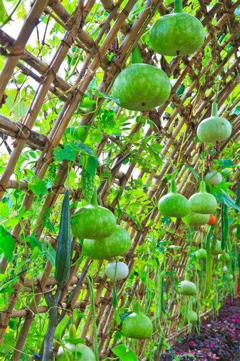 Tunnel De Courge De Calebasse Ou De Bouteille Photo Stock Image Du