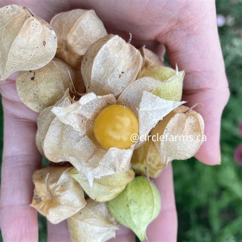 Ground Cherry Seeds Aunt Mollys Organic Cape Gooseberries Circle