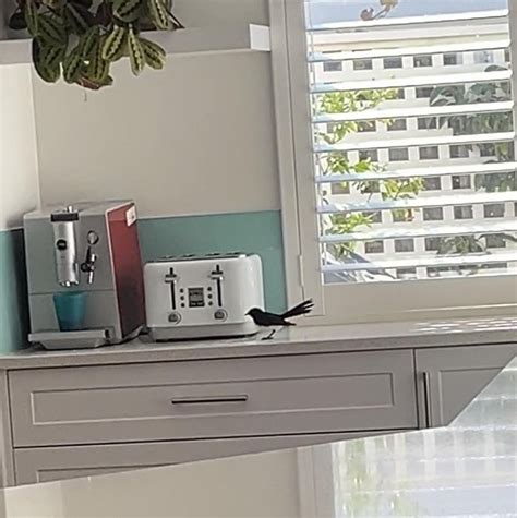 Willy Wagtail Entering Our House Multiple Times Rperth