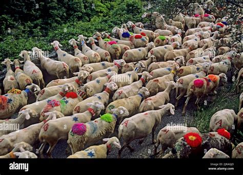 Laroque In The Herault Department South Of France 1992 Transhumance To The Pastures Of The