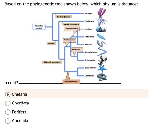 Based On The Phylogenetic Tree Shown Below Which Phylum Is The Most