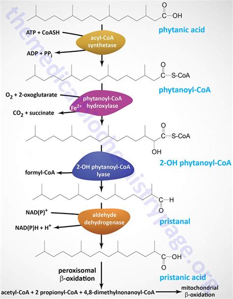Fatty Acid Oxidation Energy Production At Kathy Lighty Blog