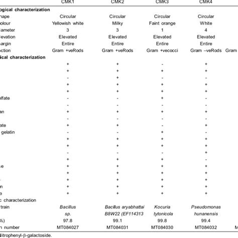 Characterization Of The Bacterial Isolates Obtained From Camels Milk