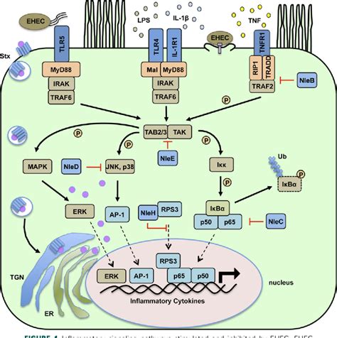 Understanding Enterohemorrhagic Escherichia Coli Ehec Infection Ask
