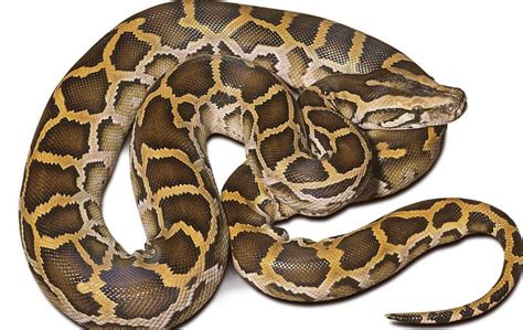 Burmese Python Snake Top 10 Facts Pictures And Questions Animals