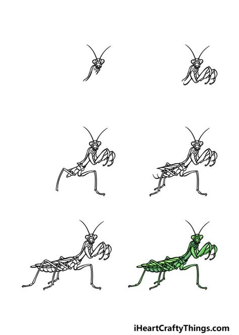 Insect Drawing How To Draw An Insect Step By Step