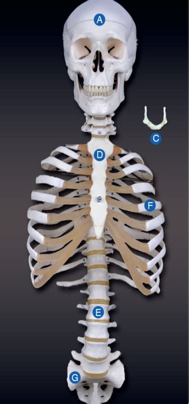 Chapter 8 The Axial Skeletal System Bones Of Skeleton Diagram Quizlet