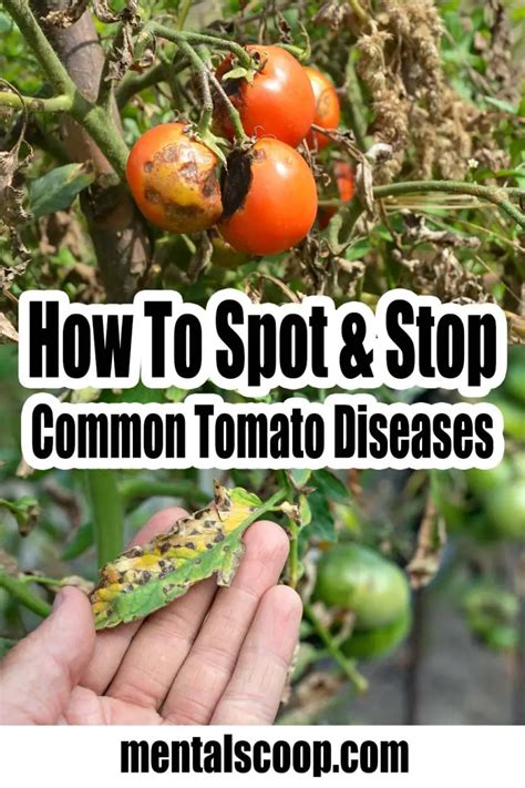 How To Spot Stop Common Tomato Diseases Mental Scoop