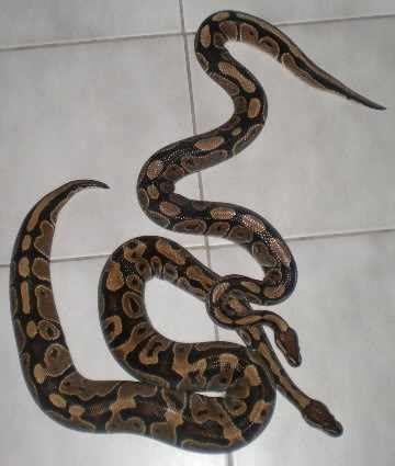 Differences Between Male And Female Ball Pythons Vital Frog