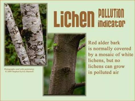 Lichens Ppt Pptx