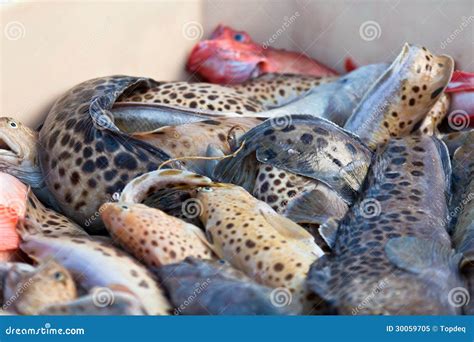 Catch Of The Day Fresh Fish In Shipping Container Royalty Free Stock