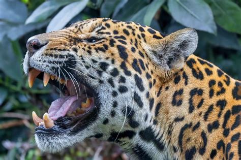 The Role Of Apex Predators Why Lions Tigers And Bears Are Crucial For
