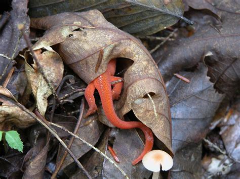 Red Eft Juvenile Eastern Newt Amphibians Reptiles And Amphibians Red