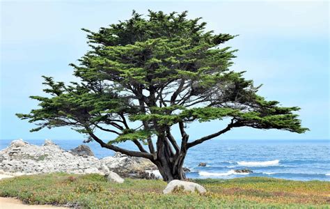 Types Of Cypress Trees In Texas At Will Bracy Blog