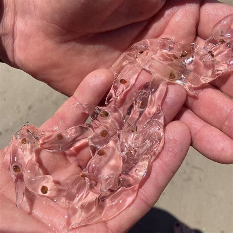 The Secret Life Of Salps University Of Tasmania
