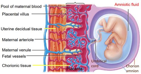Chapter 6 Reproductive System Ii Bs2001 Physiology