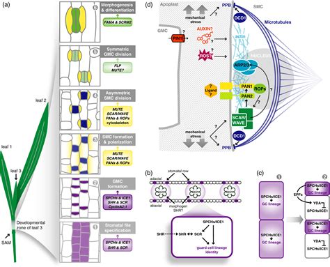 Form Development And Function Of Grass Stomata Nunes 2020 The