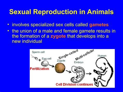 Asexual And Sexual Reproduction Powerpoint Ppt
