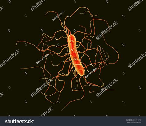 Clostridium Difficile Bacterium Isolated On Black Stock Illustration 611761316 Shutterstock