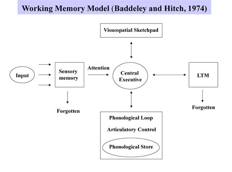Working Memory Definition Psychology Simple At Rick Weiss Blog