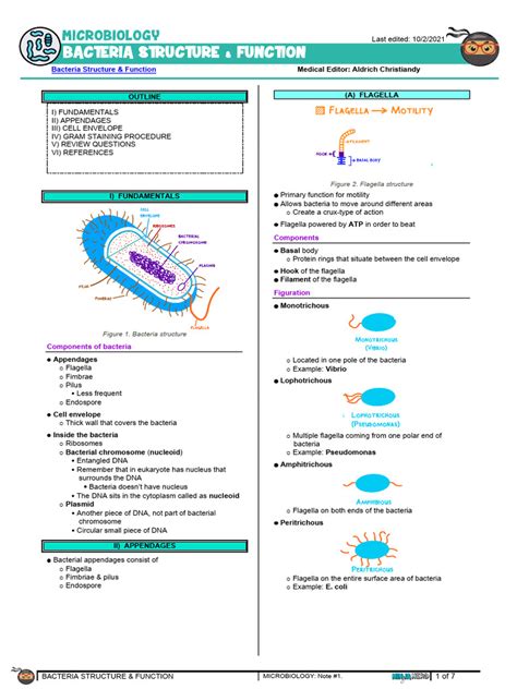 429 Microbiology Bacteria Structure And Function Pdf Bacteria Gram Positive Bacteria