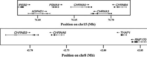 Genomic Context Of Sequenced Genes Positions Are From Human Genome Download Scientific Diagram