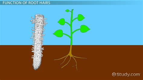Plant Root Diagram