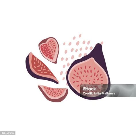 무화과 추상적 기하학적 요소 소셜 미디어 포스터 엽서 인쇄를위한 모양으로 추상적 인 정물 손으로 그린 무화과에 대한 스톡 벡터 아트 및 기타 이미지 Istock