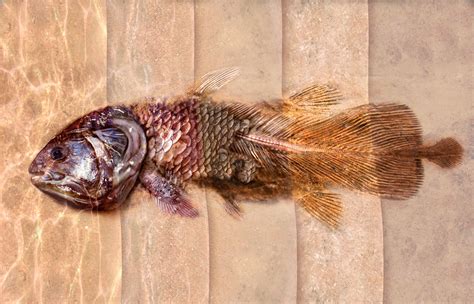 Fossilization Fossilization Process Dk Find Out