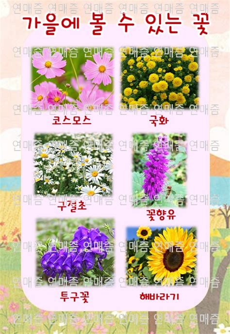 어린이집 놀이자료♥ 가을에 피는 꽃 가을에 볼 수 있는 곤충 포스터 무료나눔 무료공유기간있음 보육교사 영유아놀이자료