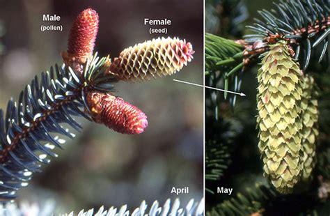 Picea Sitchensis Landscape Plants Oregon State University