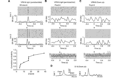 No Flash Evoked Spike Responses In Vpm Neurons In Down P P A For