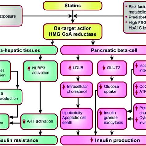 Factors Favouring Diabetogenic Effects Of Statins And Candidate