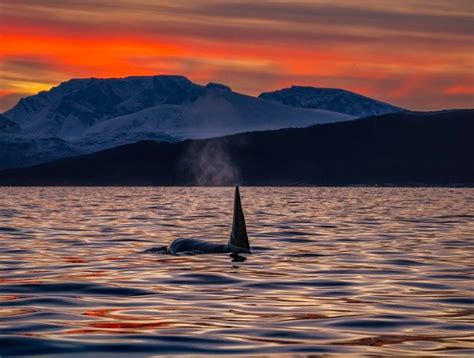 Best Places To See Orcas In The Wild Kcs Endless Adventures
