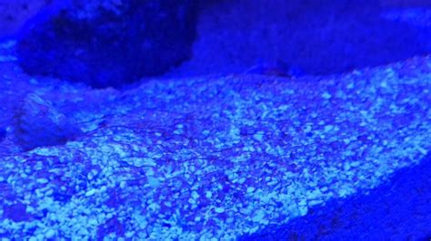 Red Hair Algae Reef Reef