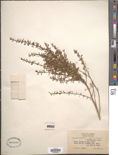 Scoparia Dulcis L Smithsonian Institution