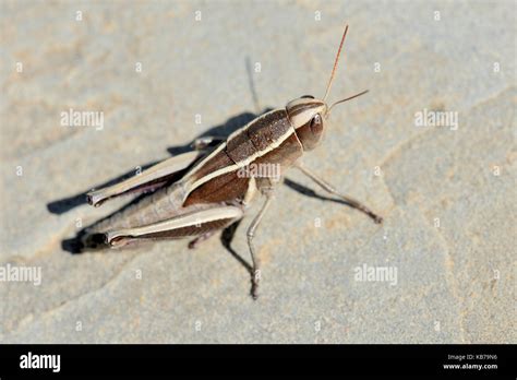 A Two Striped Grasshopper Melanoplus Bivittatus Is Warming Up On A