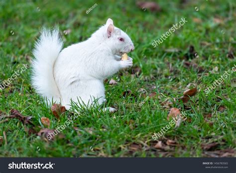 Albino Squirrel