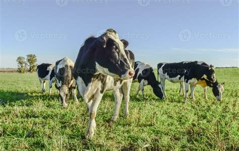 Dairy Cow In Pampas Countryside Patagonia Argentina Stock Photo At Vecteezy