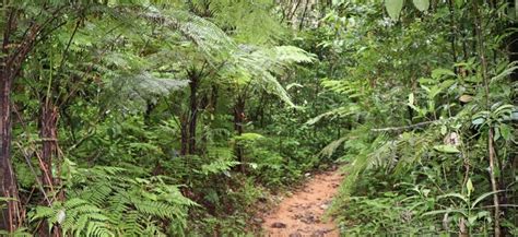 සිංහරාජ අඩවියේ අනාගතය වන සංරක්ෂණ දෙපාර්තමේන්තුවෙන් ම කෙලෙසීම Vikalpa