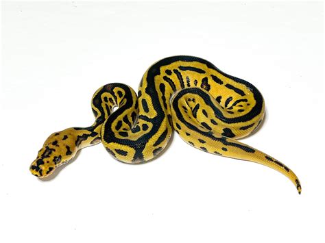 Batman Ball Python By Marc Bailey Reptiles Morphmarket