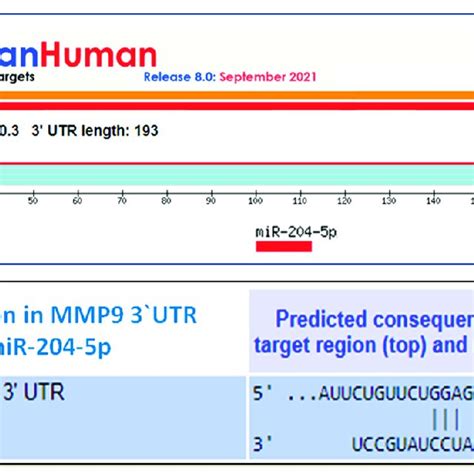Targetscan Bioinformatic Algorithm For The Analysis Of The Seed Matched