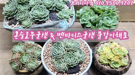 온슬로우군생 And 벤바디스군생 분갈이해요 프리티다육 01095009207 Youtube
