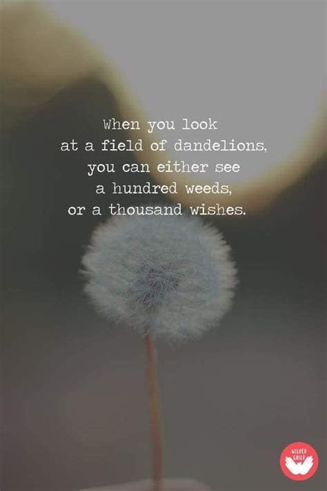 Dandelion Meaning Quotes At Bruce Macias Blog