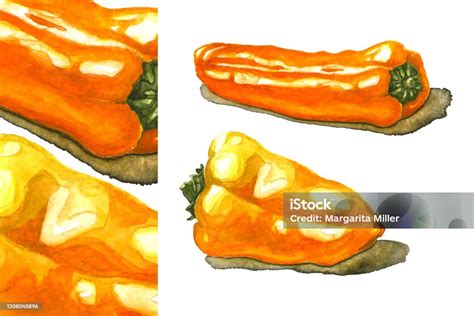 노란색과 오렌지 미니 고추 신선한 달콤한 파프리카 흰색 배경에서 고립 된 손으로 그린 수채화 예술 메뉴 디자인용 식품 일러스트레이션 개체 그룹에 대한 스톡 벡터 아트 및