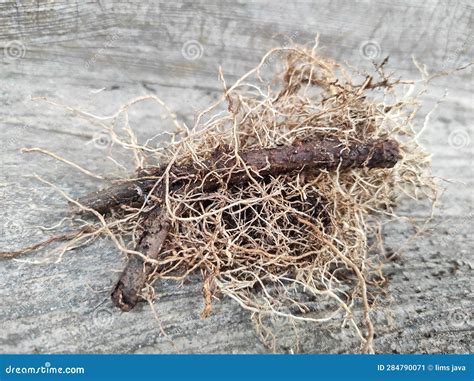 Isolated Fibrous Fruit Of Poisonous Cerberum Tree And X28 Sea Mango