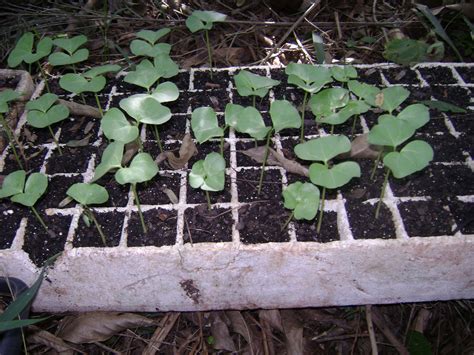 Folha De Orixá Ewé Orisa Ewé Owú Algodoeiro árvore