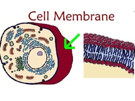 Cell Membrane Transport Notes Cell Membrane Definition The